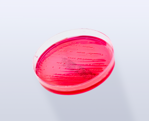 Placa Rodac Fungos – Plastlabor