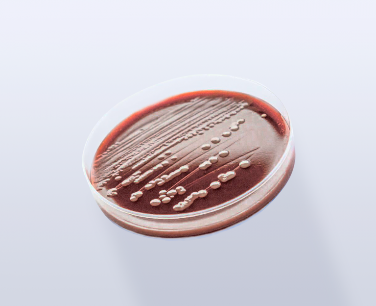 Placa Agar Mueller Hinton Sangue Carneiro – 90mm – Plastlabor