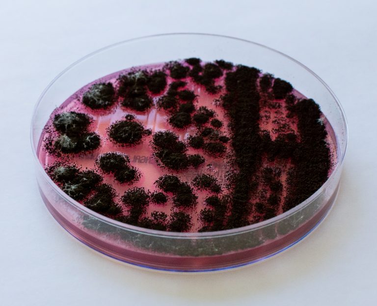 Placa Rodac TSA com Inativante com Penase Irradiada – Plastlabor