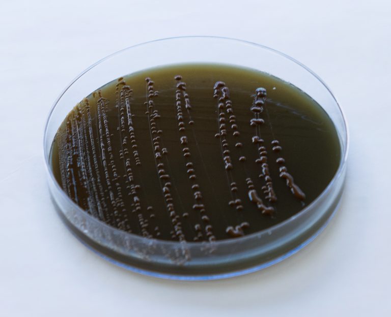 Placa Ágar Mycosel – 90mm – Plastlabor