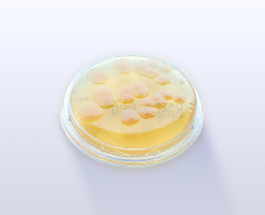 Placa Rodac TSA com Inativante com Penase Irradiada – Plastlabor