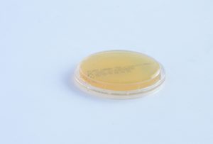 Placa Rodac TSA com Inativante com Penase Irradiada – Plastlabor