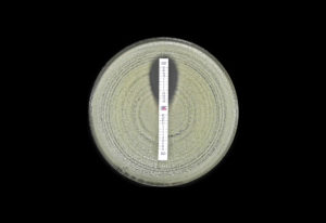 MIC TEST STRIP – Plastlabor