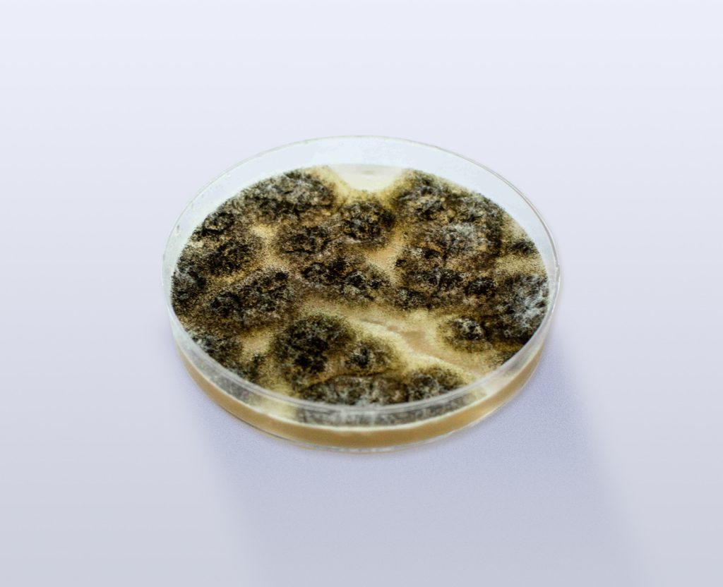 ÁGAR TSA (TRYPTIC SOY AGAR) COM PENASE – Plastlabor